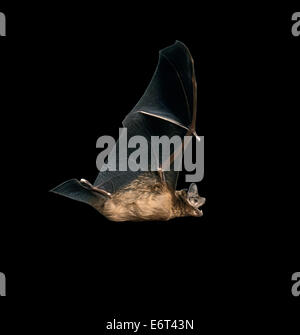 Noctule Bat (Nyctalus noctula) in flight Stock Photo - Alamy