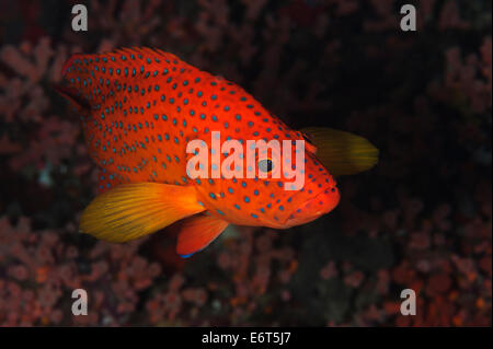 Coral grouper in Maldives, Indian Ocean Stock Photo - Alamy
