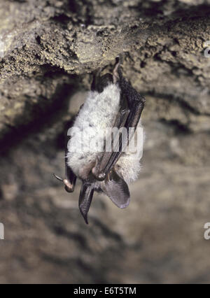 Bechstein's bat (Myotis bechsteinii) portrait in natural habitat Stock ...