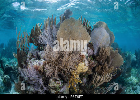 Gorgonian in Coral Reef, Gorgonia sp., Turneffe Atoll, Caribbean ...