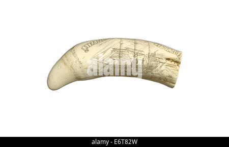 Physeter macrocephalus, Sperm whale tooth Stock Photo - Alamy
