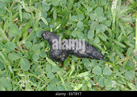 HEDGEHOG DROPPINGS Stock Photo, Royalty Free Image: 49283941 - Alamy