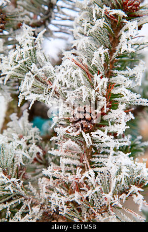 The frozen berries and leaves of rowan at sunny autumn morning Stock ...