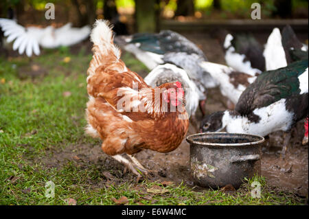 Free range hen digging and scratching for food in soil Stock Photo - Alamy