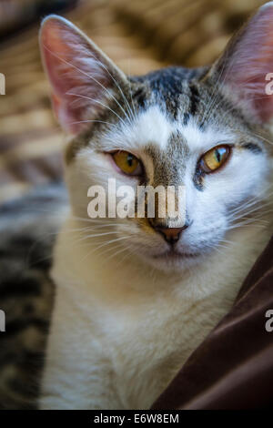 A beautiful Golden Eyed Adolescent cat Stock Photo - Alamy