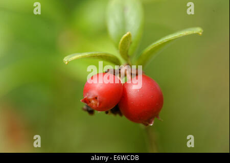 Foxberry - low evergreen shrub of high north temperate regions of ...