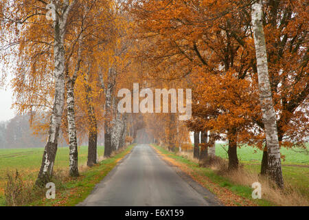 Alley of birch trees, Haemelheide, Lower Saxony, Germany Stock Photo ...