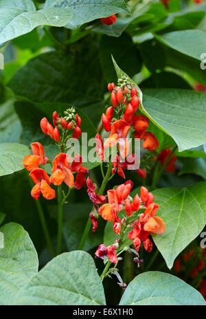 Flowers of "Scarlet Emperor" runner bean plant Stock Photo - Alamy