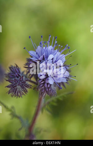 Blue Phacelia, Wild Heliotrope, Scorpionweed (Phacelia distans). Spring ...