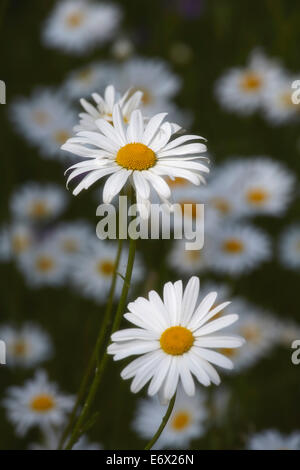 Ox-eye daisy, oxeye daisy, dog daisy, marguerite, white and yellow wild ...