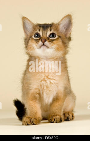 Somali Kitten Portrait Stock Photo - Alamy