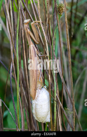 Praying Mantis Ootheca - close up of an egg sack of a praying mantis ...