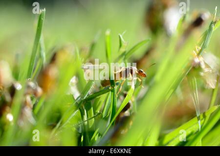 Macro Shot Of Flying Ants Swarming In Grass Stock Photo - Alamy