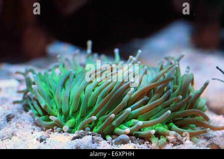 Long Tentacle Plate Coral (Heliofungia actiniformis), close-up view of ...