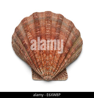 sea clam mollusk shell isolated on white background Stock Photo - Alamy