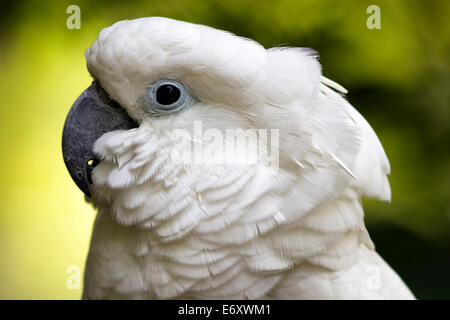 A close-up detailed view of a cockatoo's face with feathers fluffed out ...