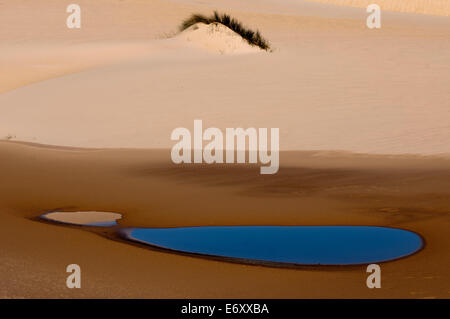 Sand dunes in the Cape Howe Wilderness, Croajingolong National park ...