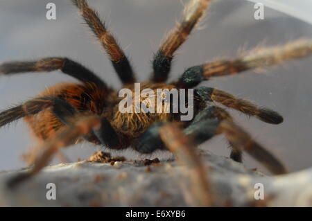 Tarantula Spider, Green Bottle Blue, Chromatopelma cyanopubescens ...