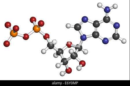 Adenosine diphosphate (ADP) molecule. Plays essential role in energy ...