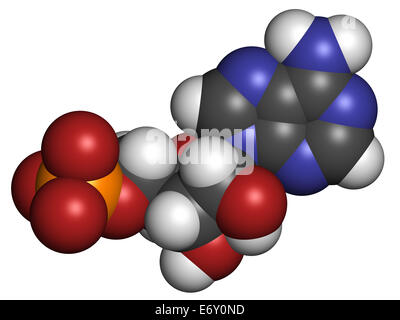 Adenosine monophosphate (AMP, adenylic acid) molecule. Nucleotide ...