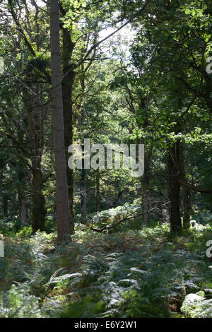 Woodland and woodland paths The Sloden Inclosure between Frogham and ...