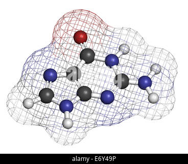 Guanine molecule model Stock Photo - Alamy