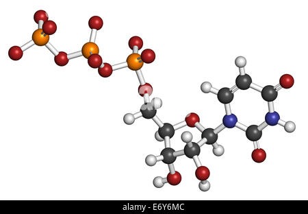 Uridine triphosphate (UTP) nucleotide molecule. Building block of RNA ...