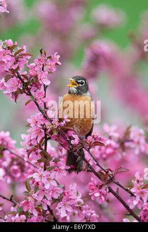 American Robin in Flowers singing perching bird songbird Ornithology ...