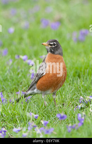 A robin bird perching on the ground Stock Photo - Alamy