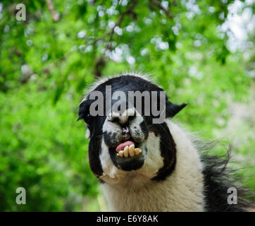 Llama with crooked teeth Stock Photo - Alamy