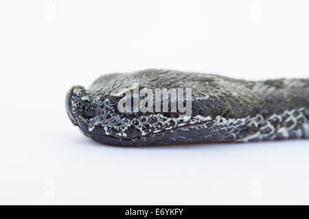 Side view of baby vipera latastei snake over white Stock Photo - Alamy