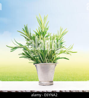 Rosemary in old metal bucket on white window-sill amid sunny garden ...