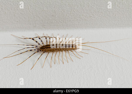 Common House Centipede (Scutigera coleoptrata) yellowish-grey centipede ...