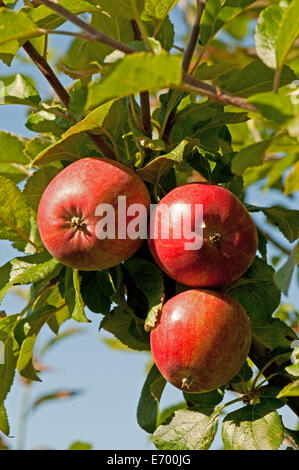 Malus domestica. Apple 'Discovery' growing in an English Orchard Stock ...
