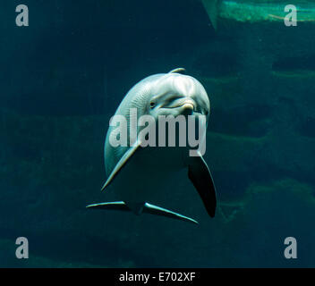 Bottlenose dolphins, the genus Tursiops, are the most common and well ...