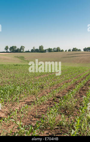 corn field with young plants Stock Photo - Alamy