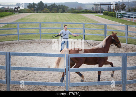 Male stablehand training palomino horse around paddock ring Stock Photo ...
