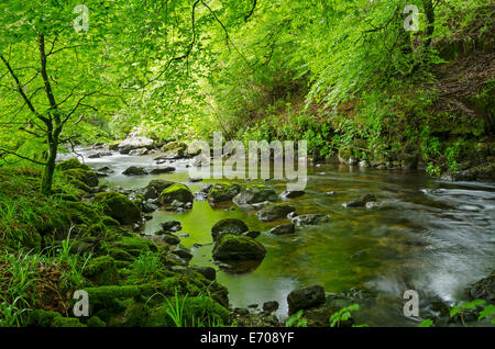 Stream in Woods Stock Photo - Alamy
