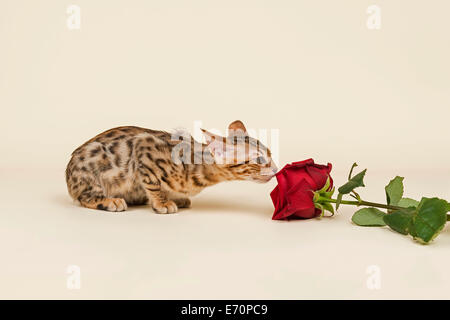 Cat sniffing rose Stock Photo - Alamy