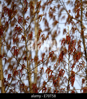 new life in spring brunch of tree Stock Photo - Alamy