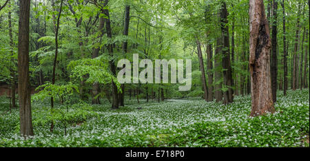 Germany, Lower Saxony, Wolfenbuettel, Elm-Lappwald Nature Park, wild ...