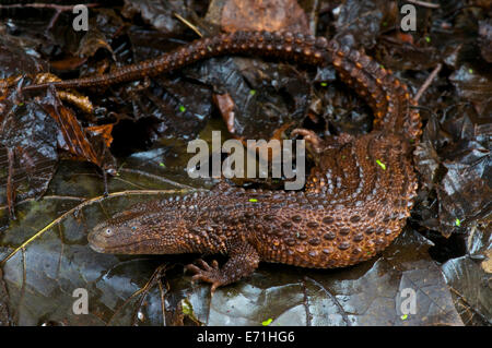 Earless monitor lizard / Lanthanotus borneensis Stock Photo: 76894148 ...