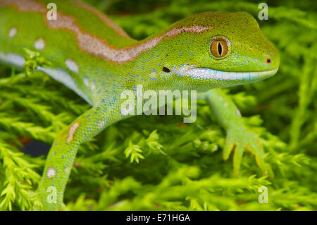 New Zealand Gecko. Northland Green Gecko. Naultinus grayii Stock Photo ...