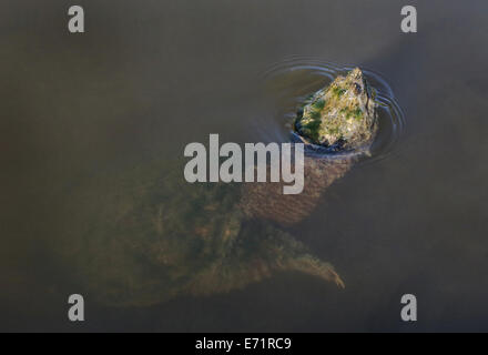 A moss covered snapping turtle in water Stock Photo - Alamy