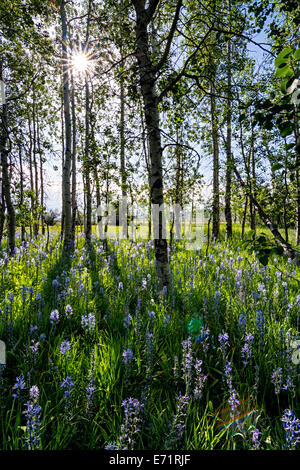 Wild blue flowers and Aspens Stock Photo - Alamy