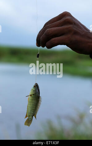 Climbing perch ( Anabas testudineus ) fish travel on land to new water ...