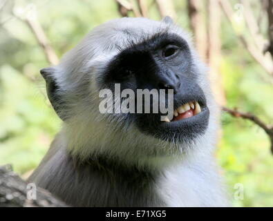 Gray Langur angry face Stock Photo - Alamy
