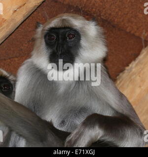 Hanuman Langur (Semnopithecus entellus) male on termite mound, Kanha ...