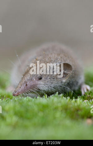 Front view of a White-toothed shrew, isolated on white Stock Photo - Alamy
