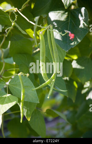 French climbing beans Stock Photo - Alamy